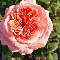 Чайно - гибридный -> "Розы Нью-Джерси" / стр 6